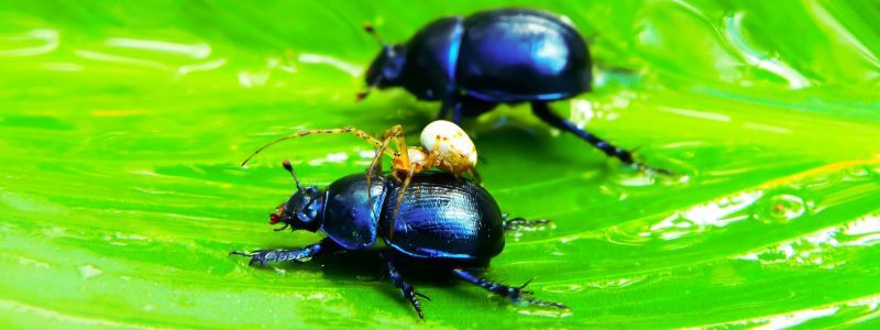 Top 3 And More - Best Bug Tracking Software of 2025